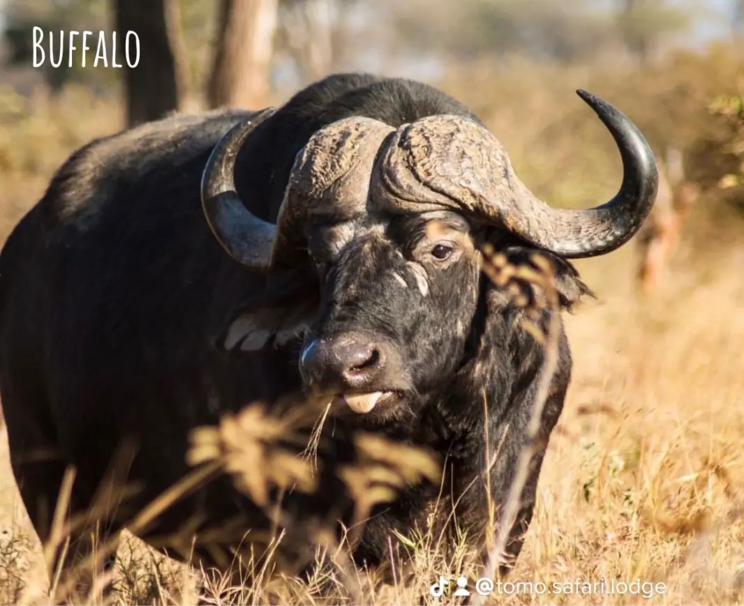 The Dagga Boy that started it all… - Tomo Safari Lodge